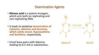 Mechanism of chemical mutagens to induce mutation | PPT