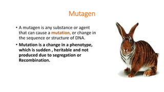 Mechanism of chemical mutagens to induce mutation | PPT