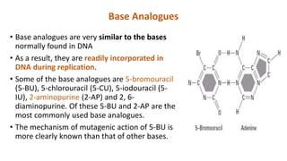 Mechanism of chemical mutagens to induce mutation | PPT