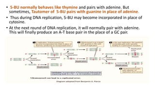 Mechanism of chemical mutagens to induce mutation | PPT