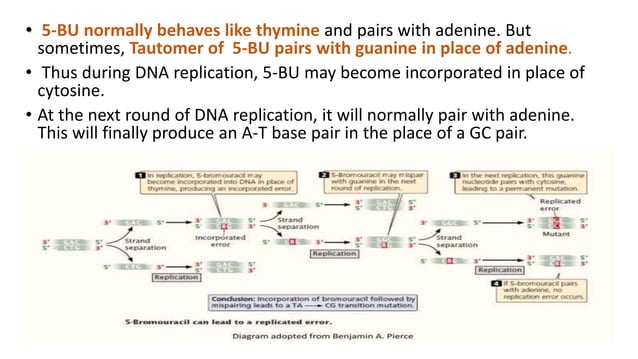 Mechanism of chemical mutagens to induce mutation | PPT