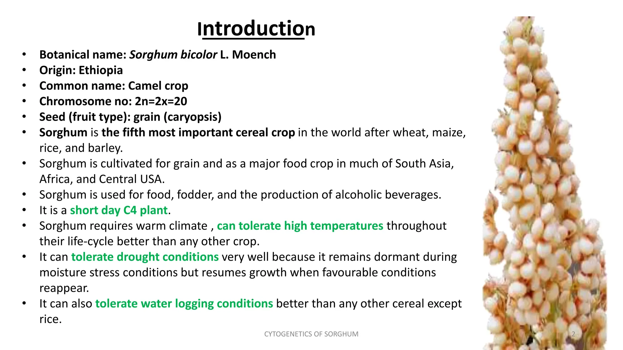 CYTOGENETICS OF SORGHUM- crop botany and details of individual ...