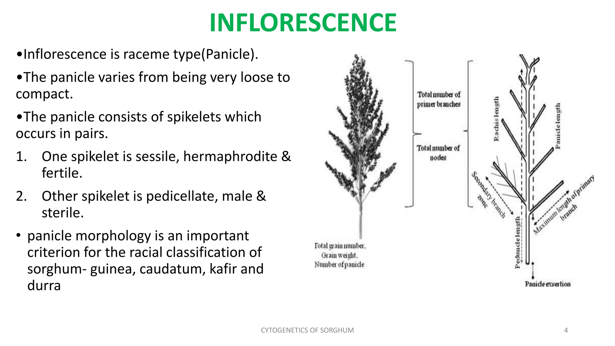 CYTOGENETICS OF SORGHUM- crop botany and details of individual ...