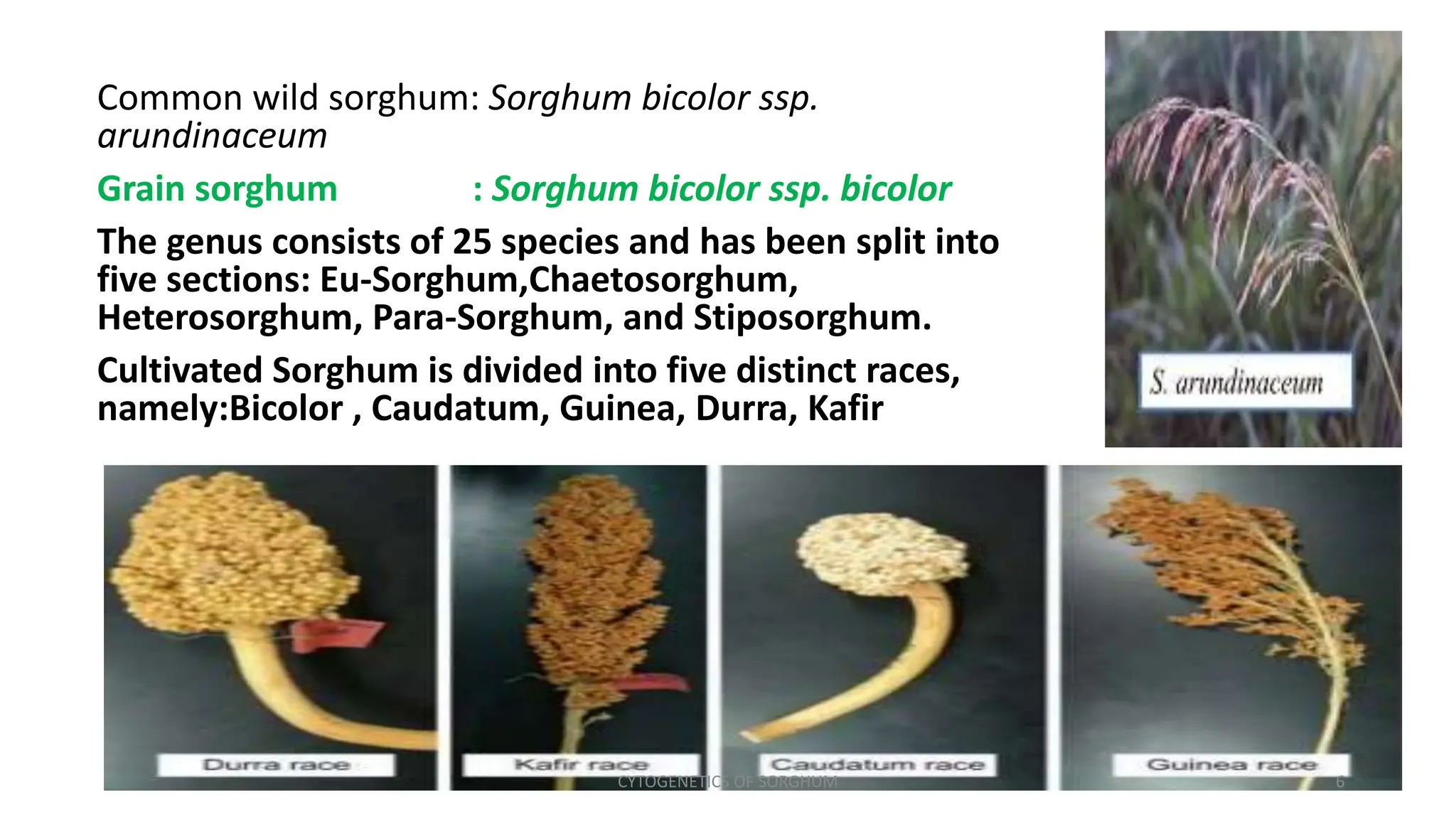 CYTOGENETICS OF SORGHUM- crop botany and details of individual ...