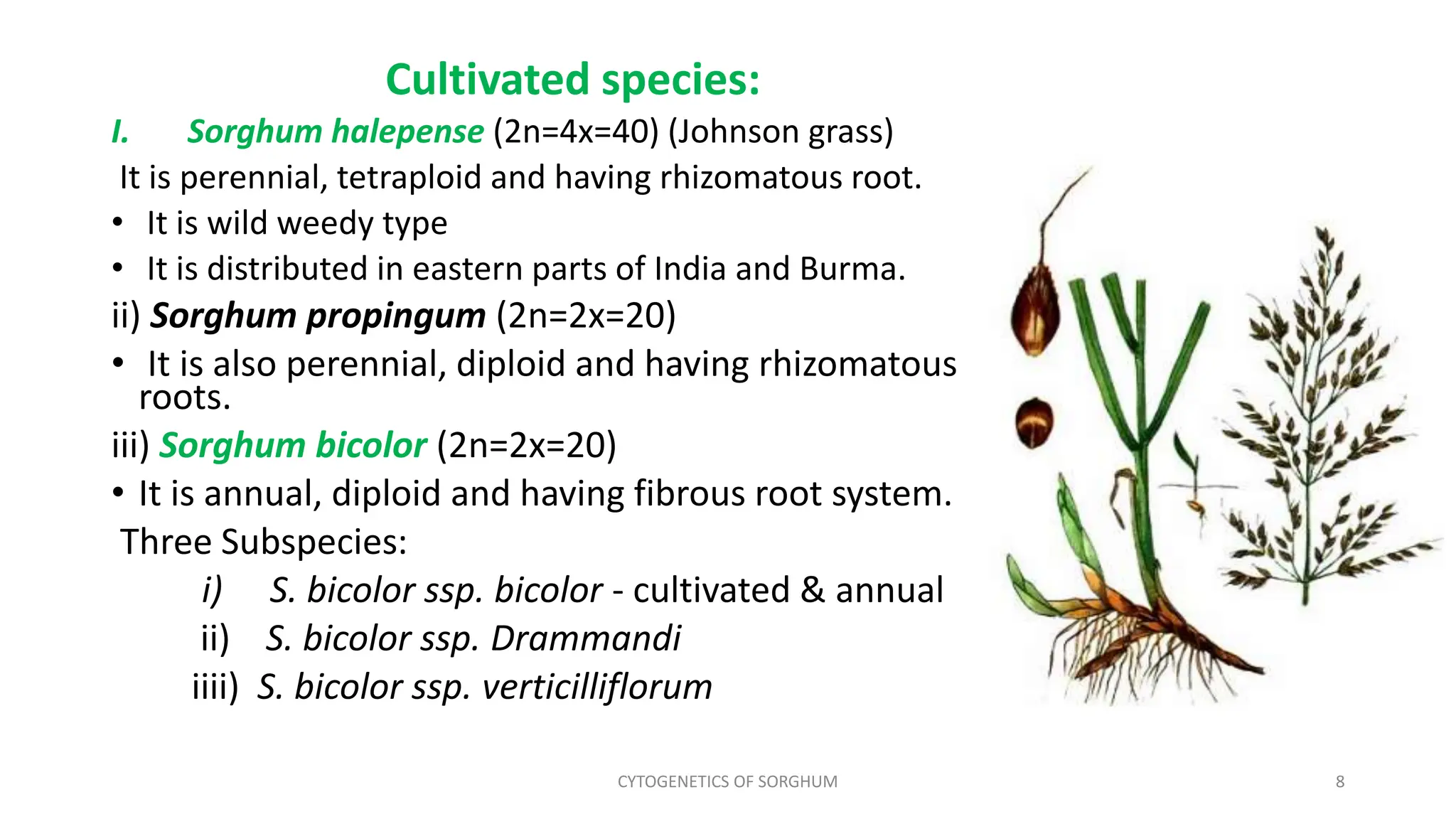CYTOGENETICS OF SORGHUM- crop botany and details of individual ...