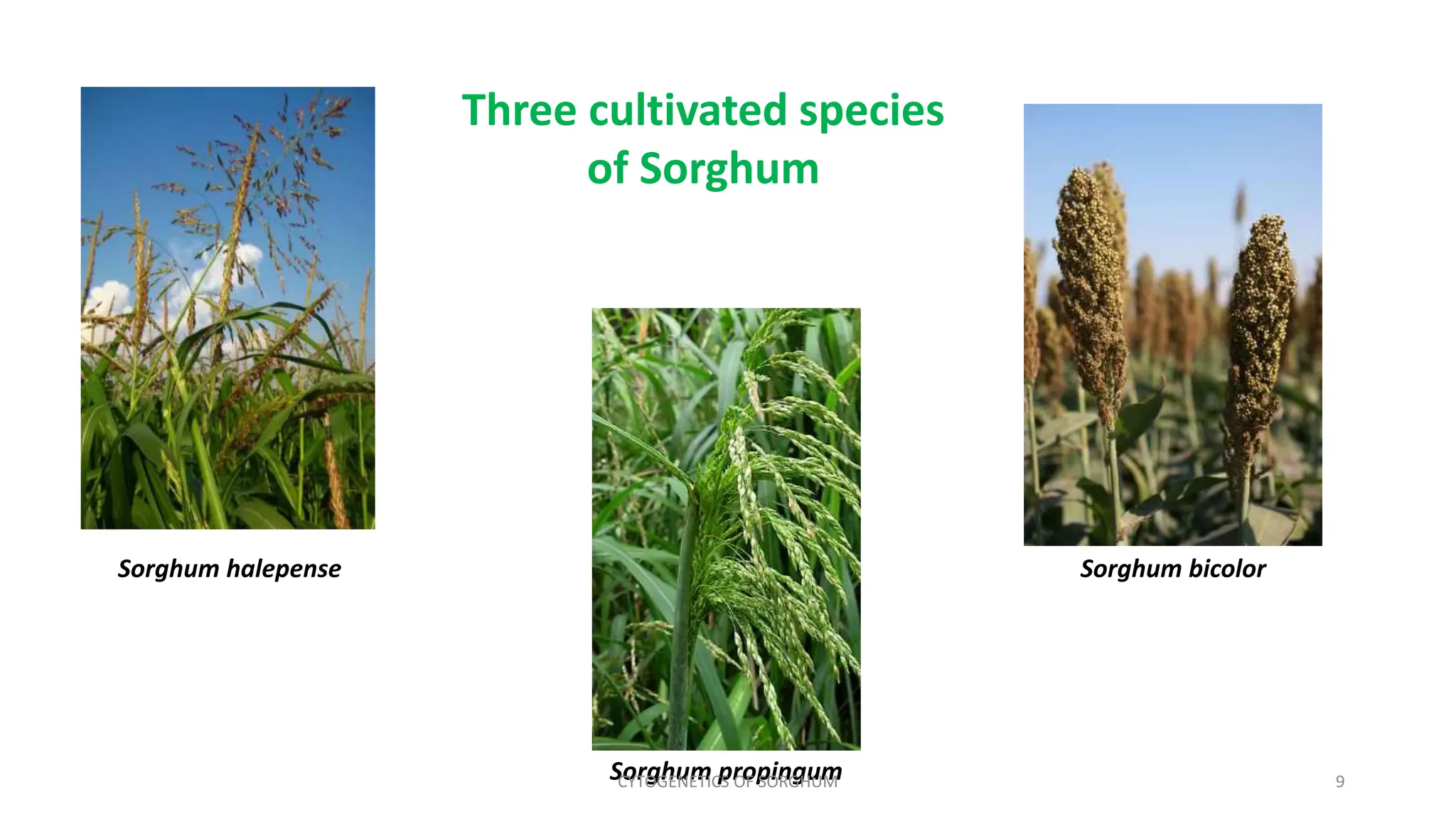 CYTOGENETICS OF SORGHUM- crop botany and details of individual chromosomes | PPTX