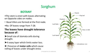 CYTOGENETICS OF SORGHUM- crop botany and details of individual ...