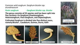 CYTOGENETICS OF SORGHUM- crop botany and details of individual ...