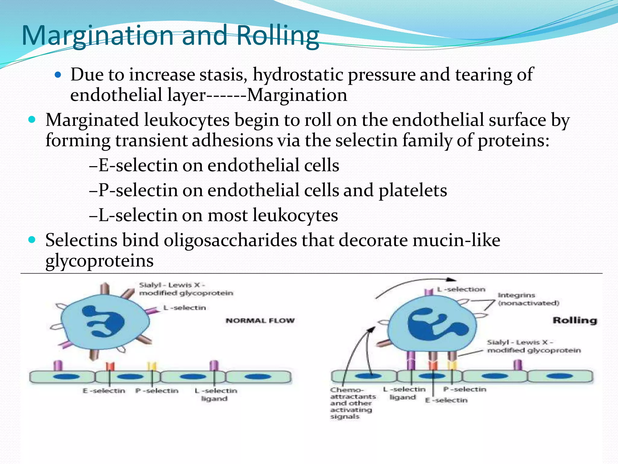 Mechanism of inflammation | PPT