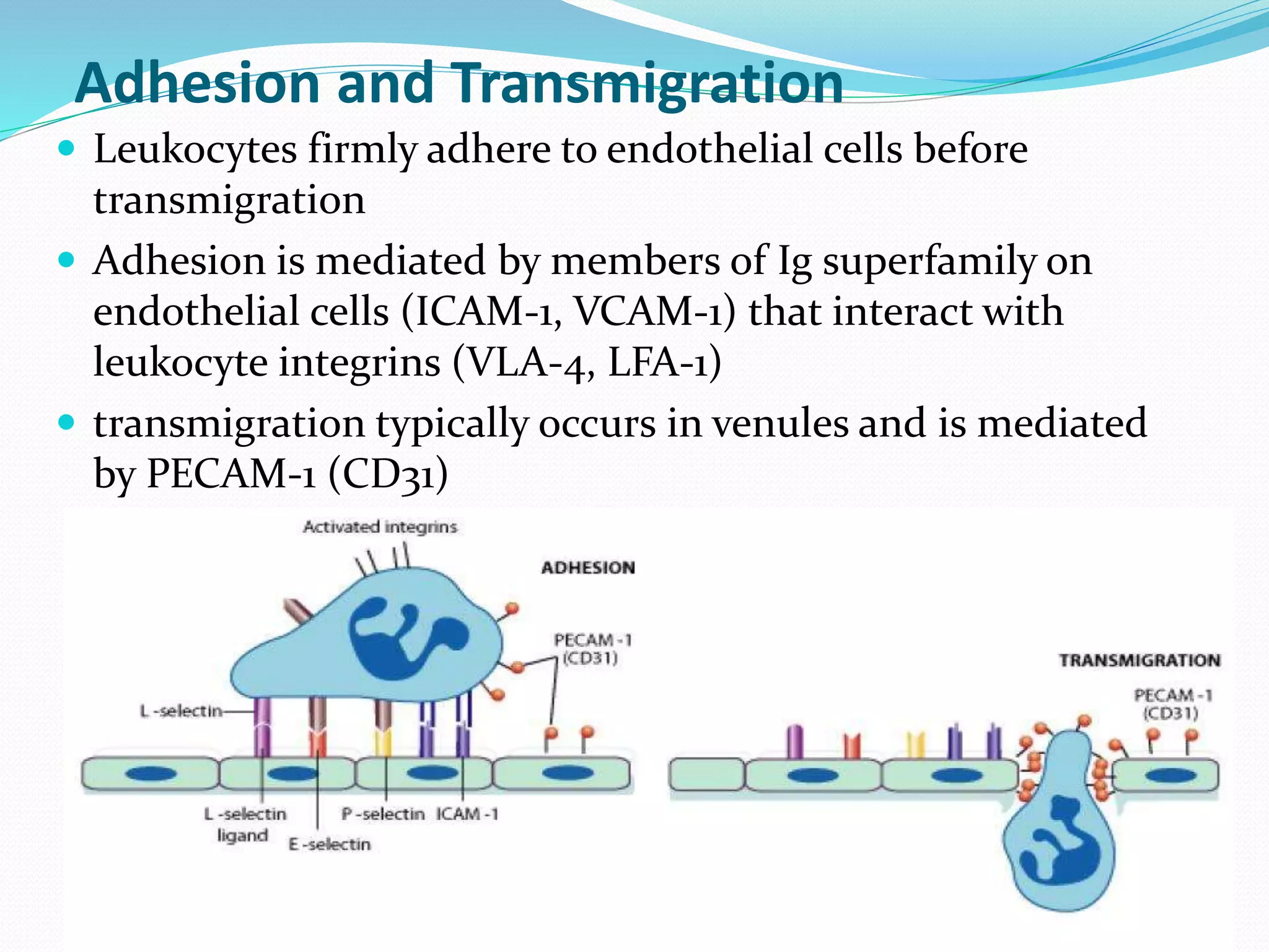 Mechanism of inflammation | PPT