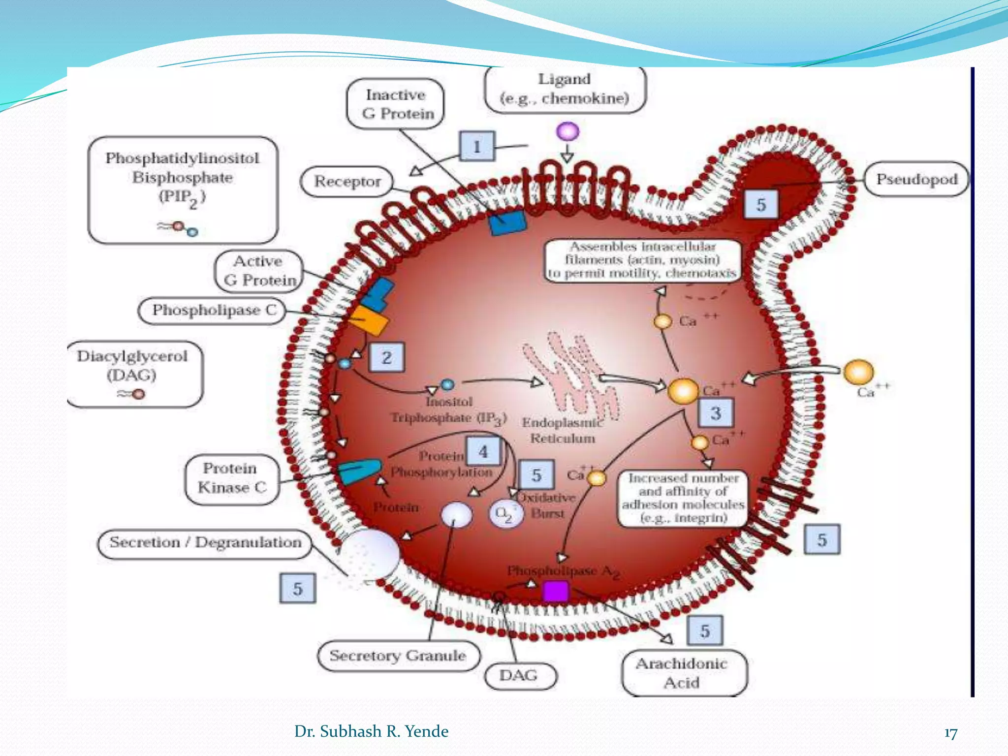 Mechanism of inflammation | PPT