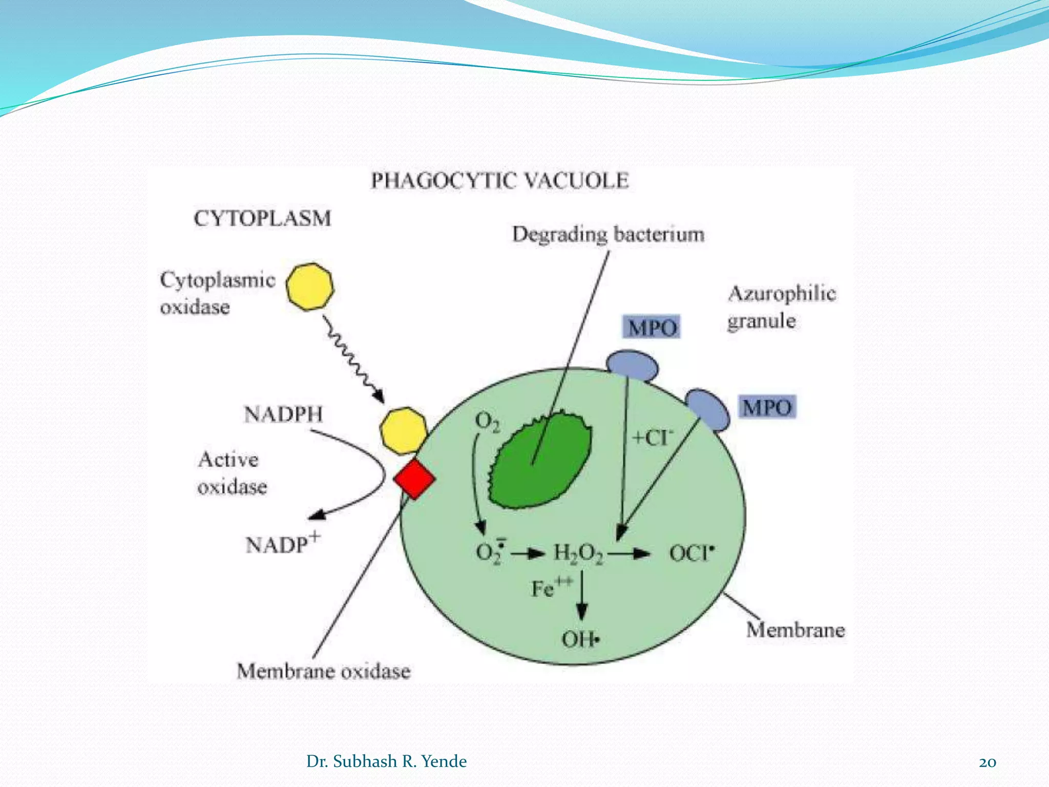 Mechanism of inflammation | PPT