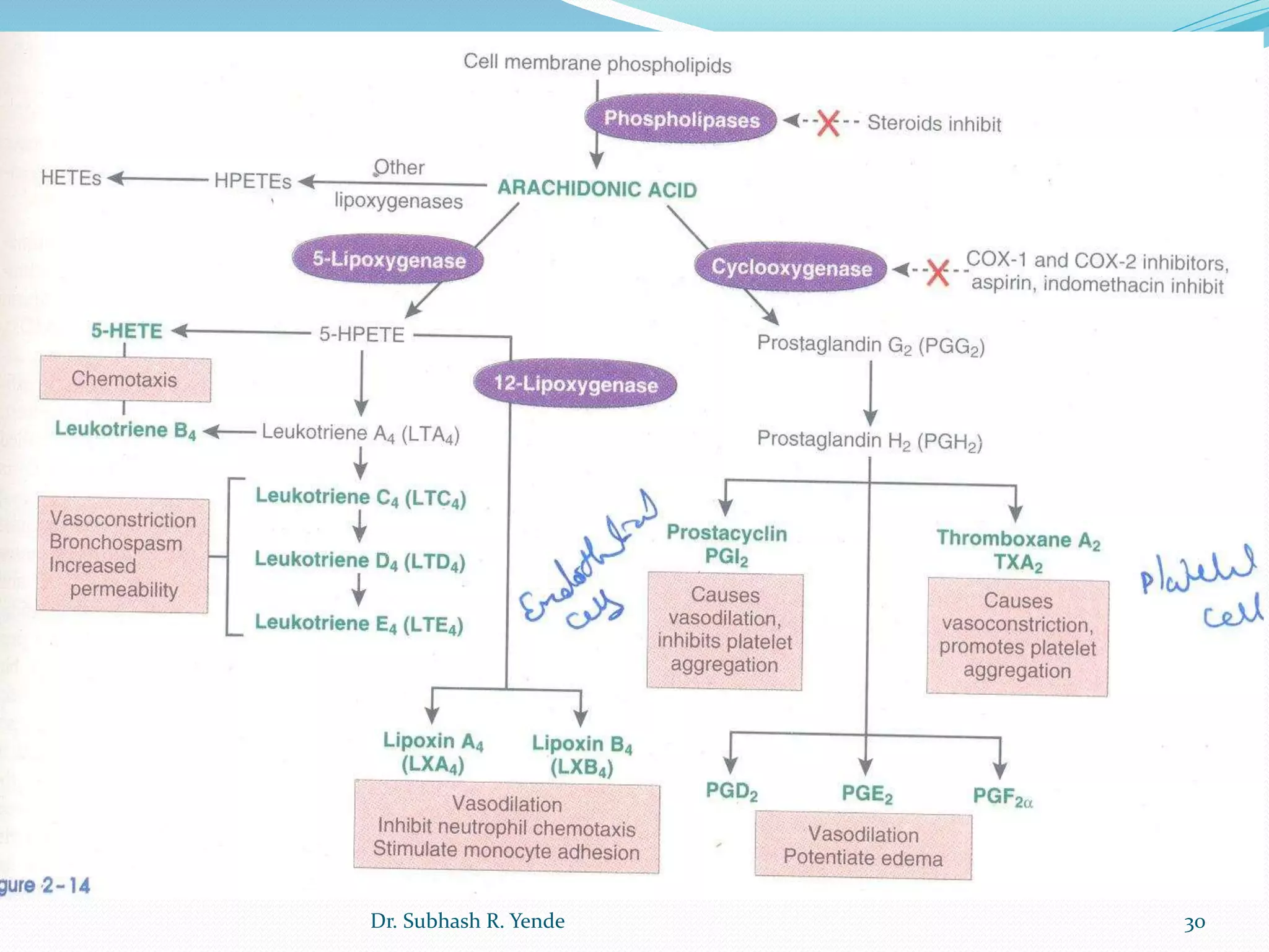 Mechanism of inflammation | PPT