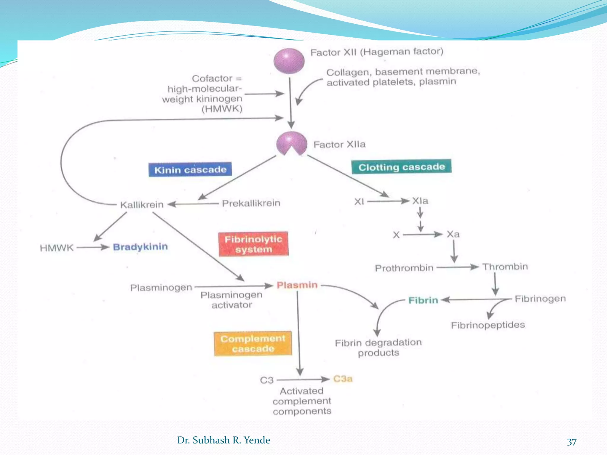 Mechanism of inflammation | PPT