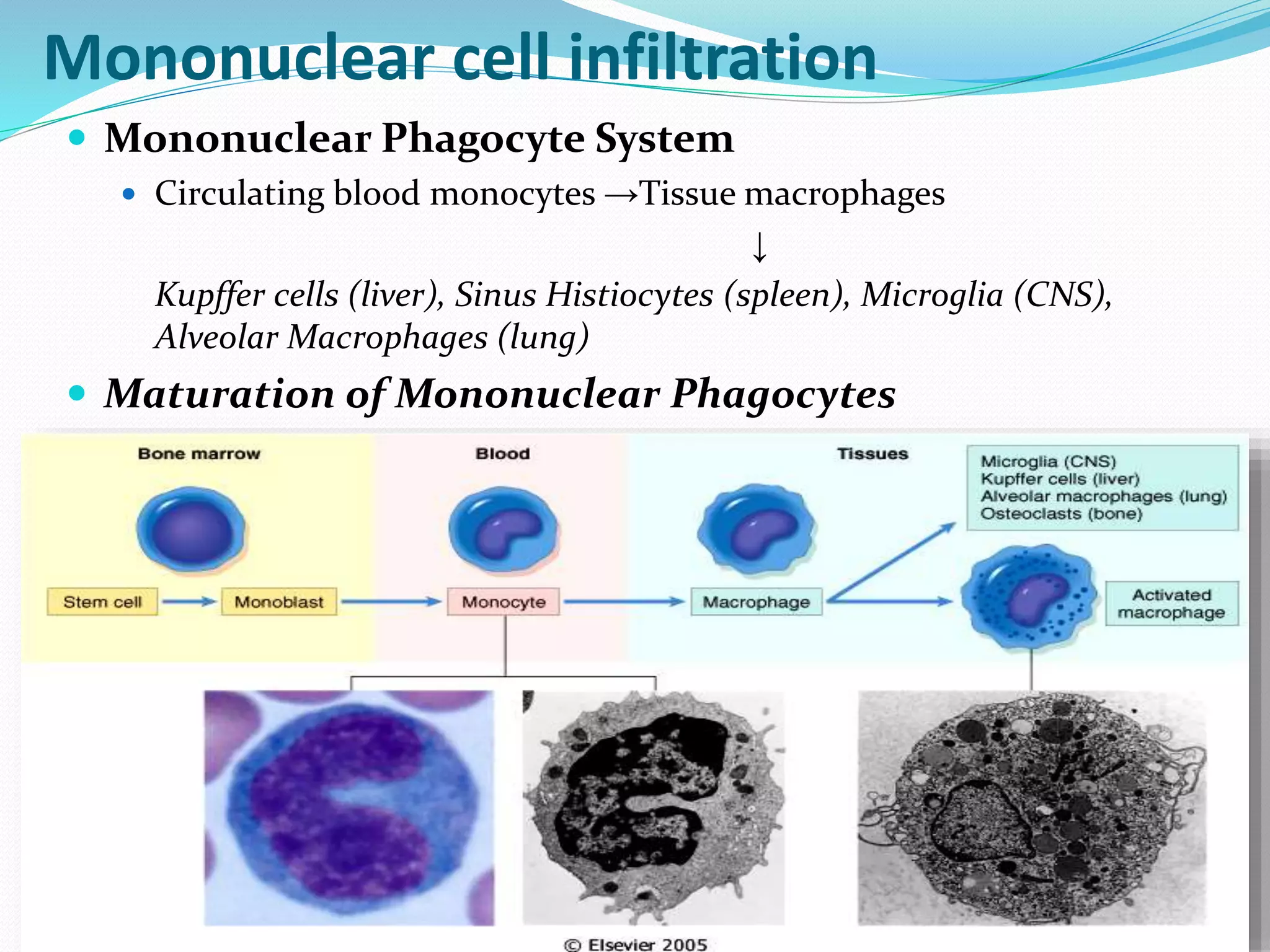 Mechanism of inflammation | PPT