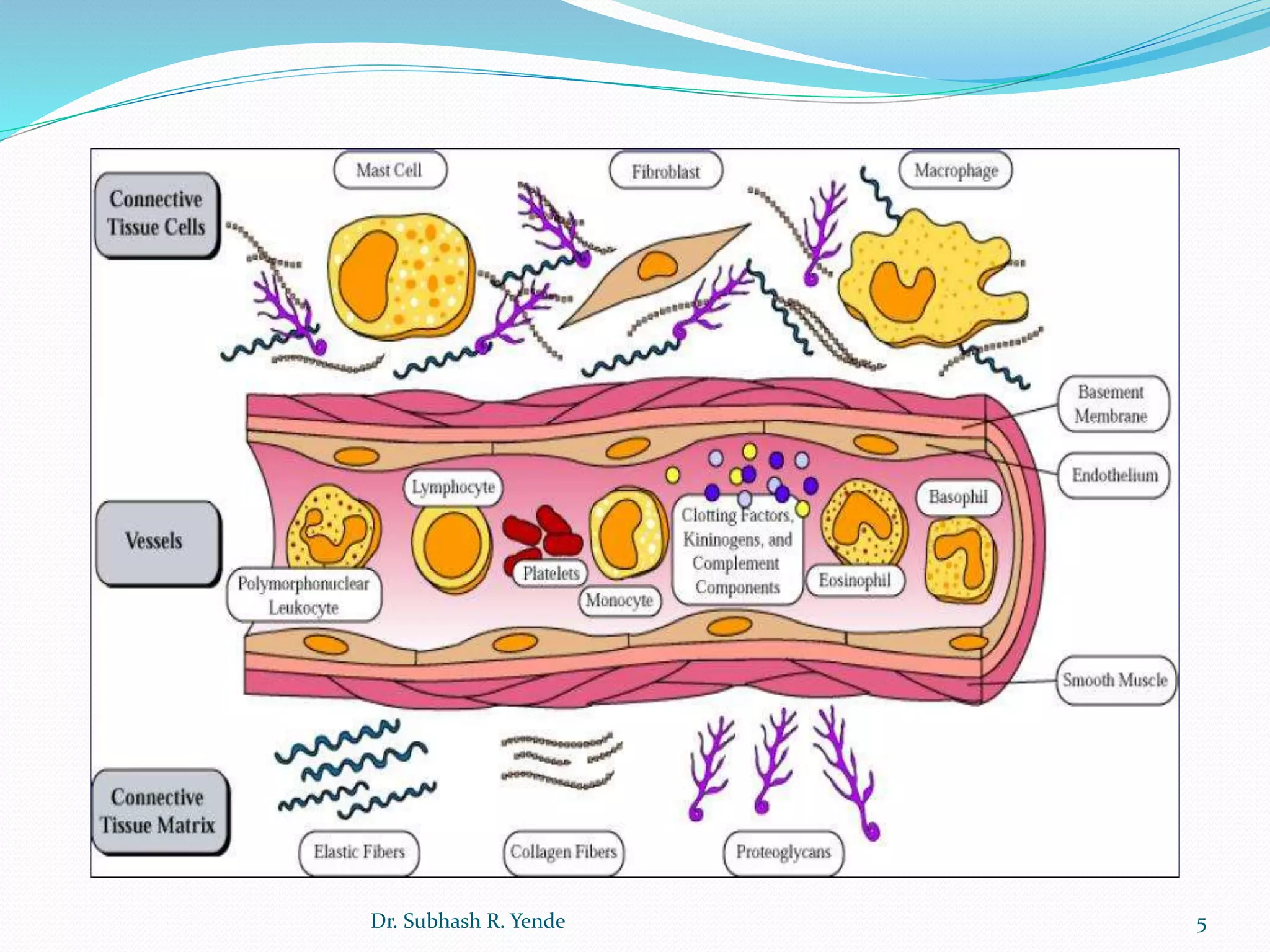 Mechanism of inflammation | PPT