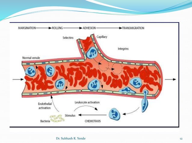 Mechanism of inflammation | PPT