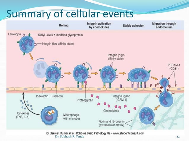Mechanism of inflammation | PPT