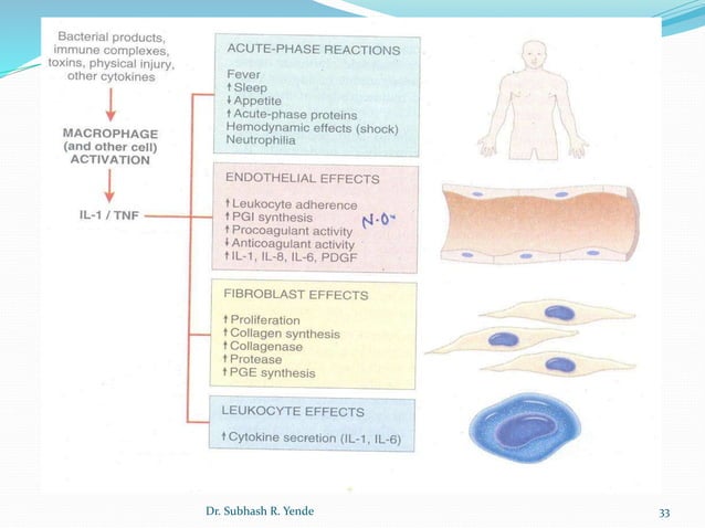 Mechanism of inflammation