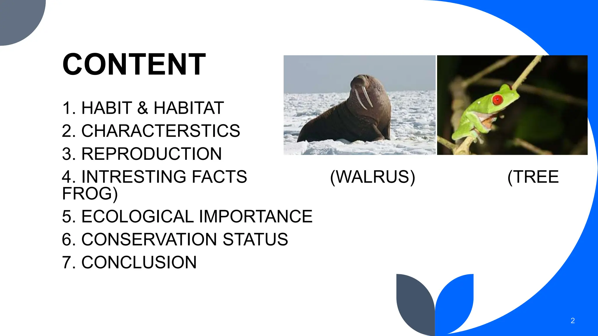ppt_for_zoology_seminar_walrus&tree_frog | PPTX