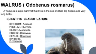 ppt_for_zoology_seminar_walrus&tree_frog | PPTX | Fish and Aquariums | Pets