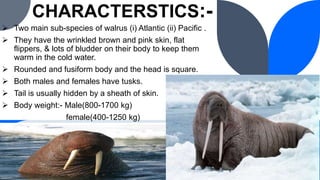ppt_for_zoology_seminar_walrus&tree_frog | PPTX | Fish and Aquariums | Pets