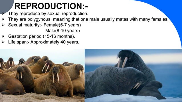 ppt_for_zoology_seminar_walrus&tree_frog | PPT