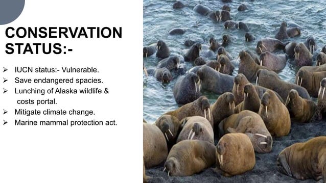 ppt_for_zoology_seminar_walrus&tree_frog | PPT