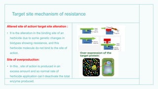 herbicide resistance in weeds.pptx