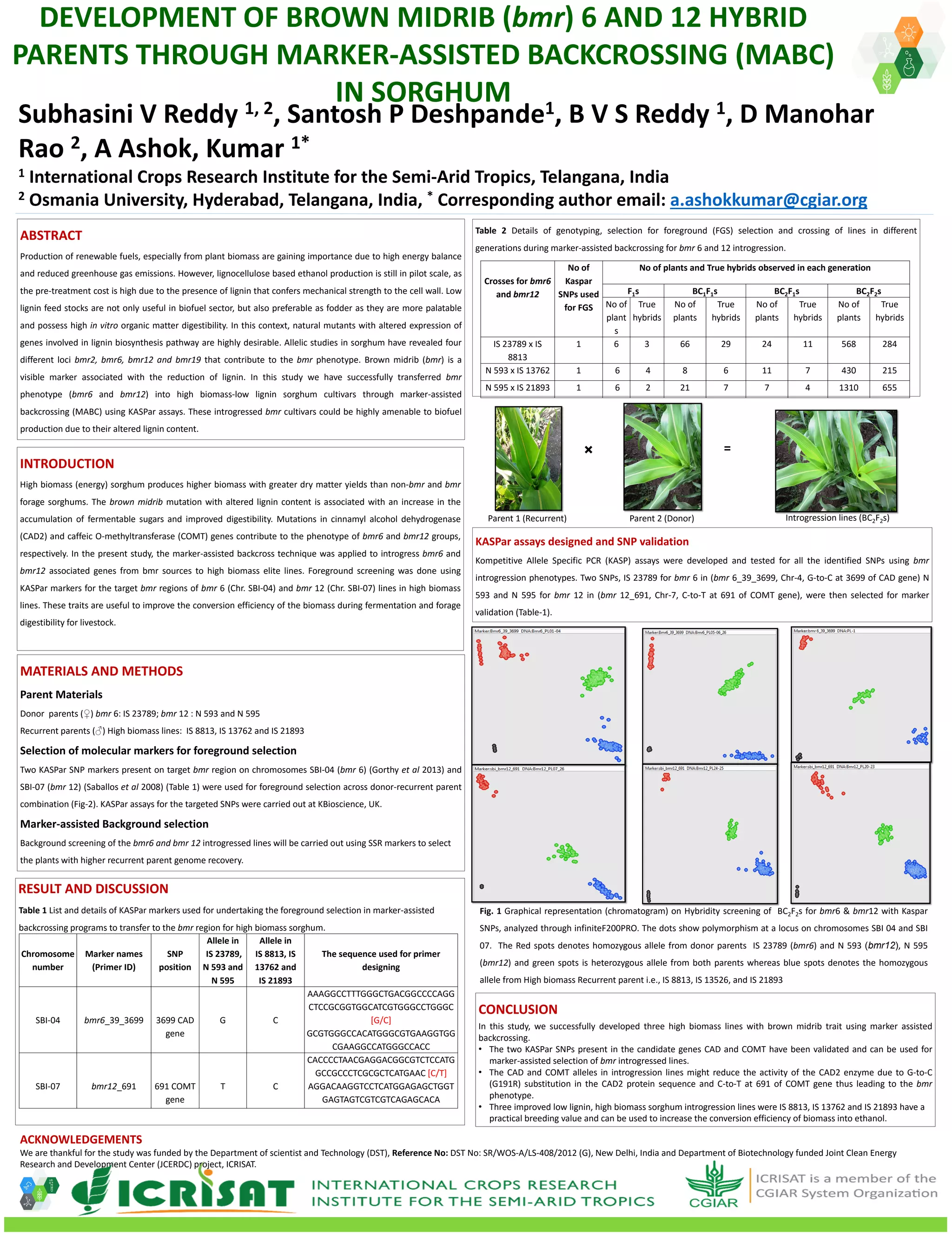 Development of brown midrib (BMR) 6 and 12 hybrid parents through ...