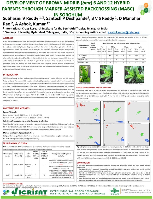 Development of brown midrib (BMR) 6 and 12 hybrid parents through ...