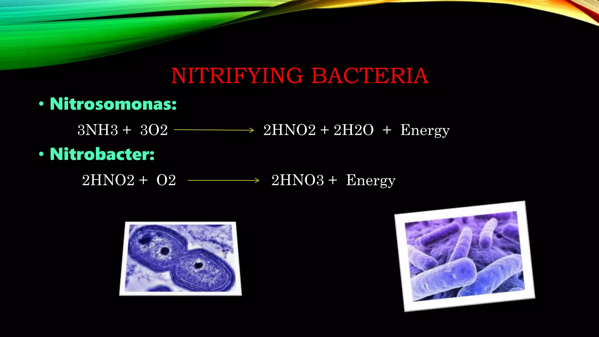 Nutrition & Bacterial Growth | PPT