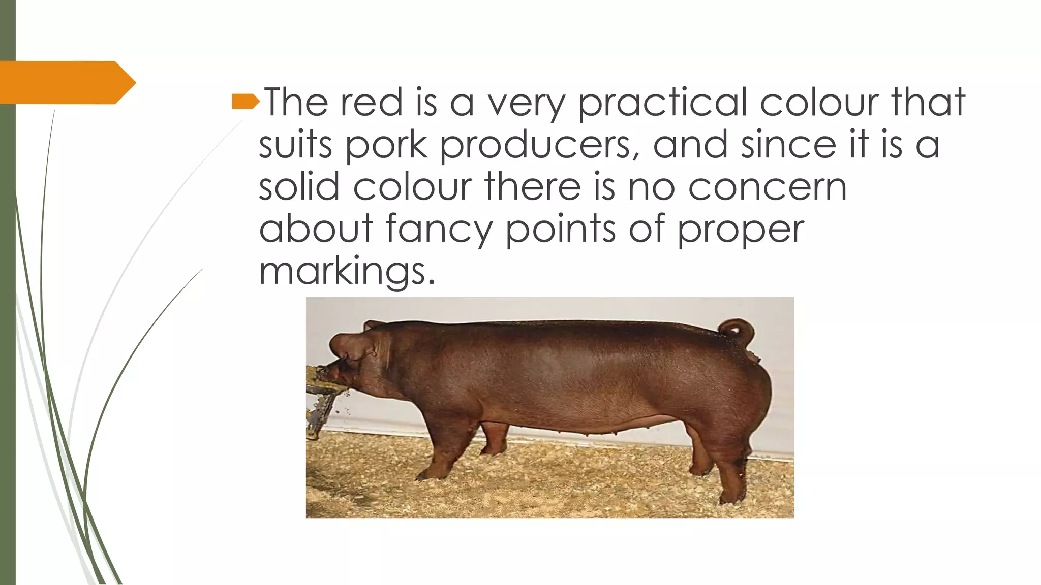 duroc breed | PPT