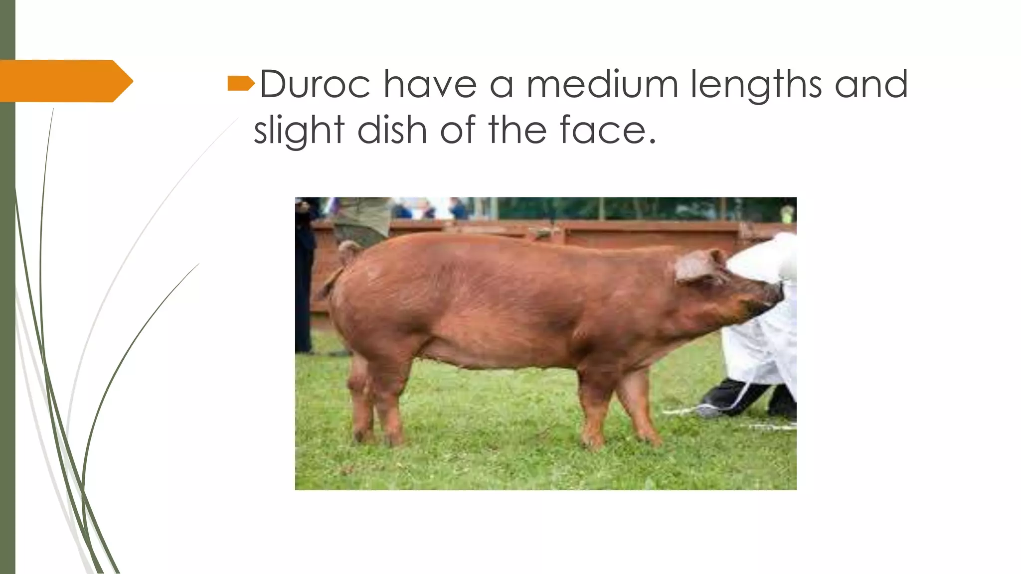 duroc breed | PPT