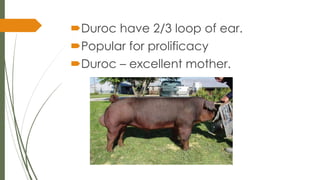 duroc breed | PPTX