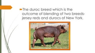 duroc breed | PPTX