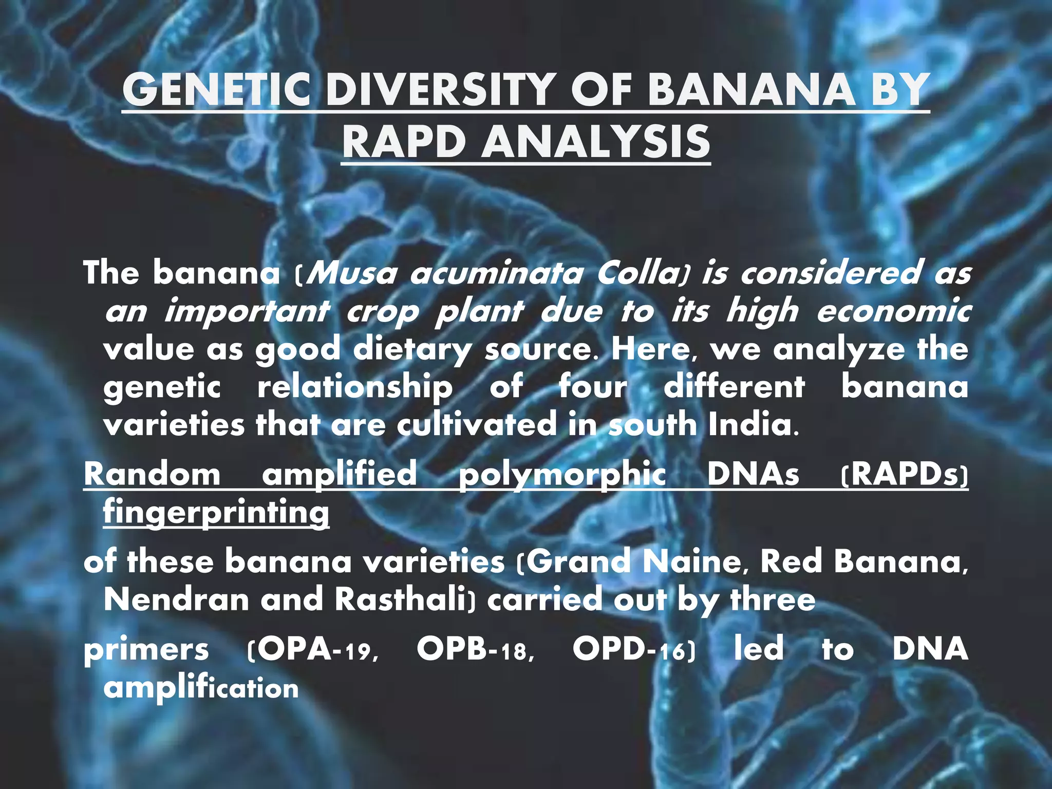 GENETIC DIVERSITY OF BANANA AND ITS BIOINFORMATIC APPROACH | PPTX