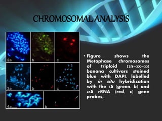 GENETIC DIVERSITY OF BANANA AND ITS BIOINFORMATIC APPROACH | PPTX