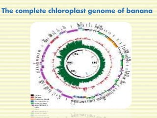 GENETIC DIVERSITY OF BANANA AND ITS BIOINFORMATIC APPROACH | PPTX
