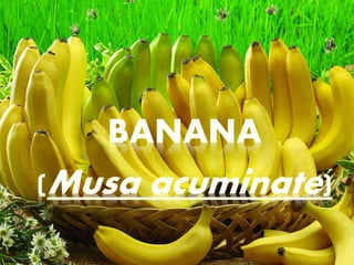 GENETIC DIVERSITY OF BANANA AND ITS BIOINFORMATIC APPROACH | PPTX