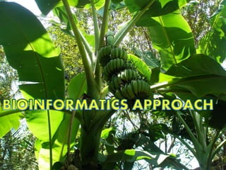 GENETIC DIVERSITY OF BANANA AND ITS BIOINFORMATIC APPROACH | PPTX