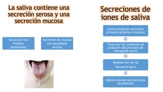 SECRECIONES DIGESTIVAS | PPTX