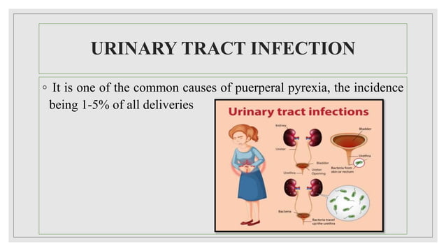 Subinvolution & UTI IN PUERPERIUM | PPTX | Pregnancy | Reproductive Health