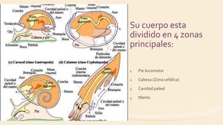 Moluscos | PPTX