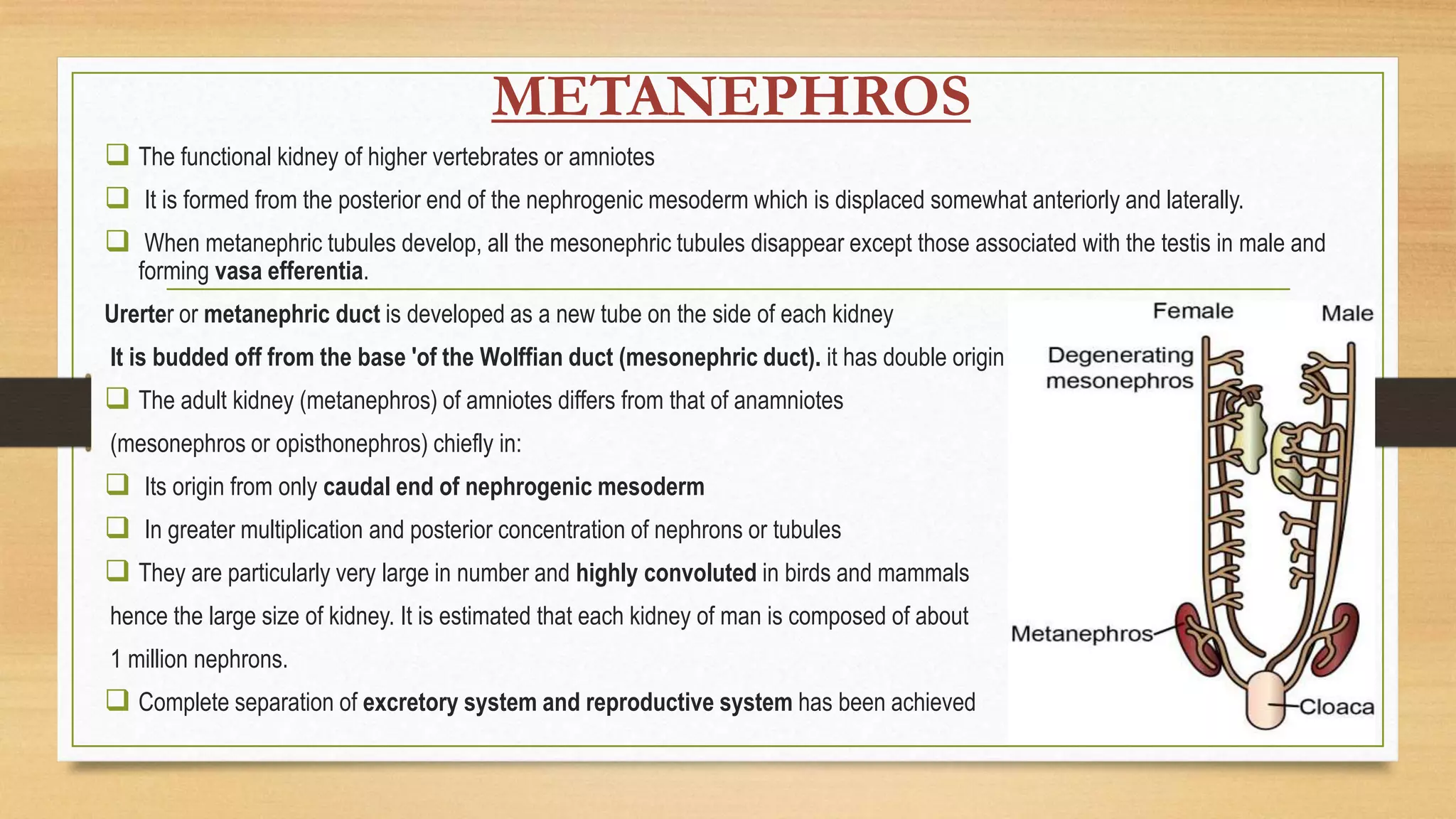 succession of kidneys in a vertebrate series | PPTX
