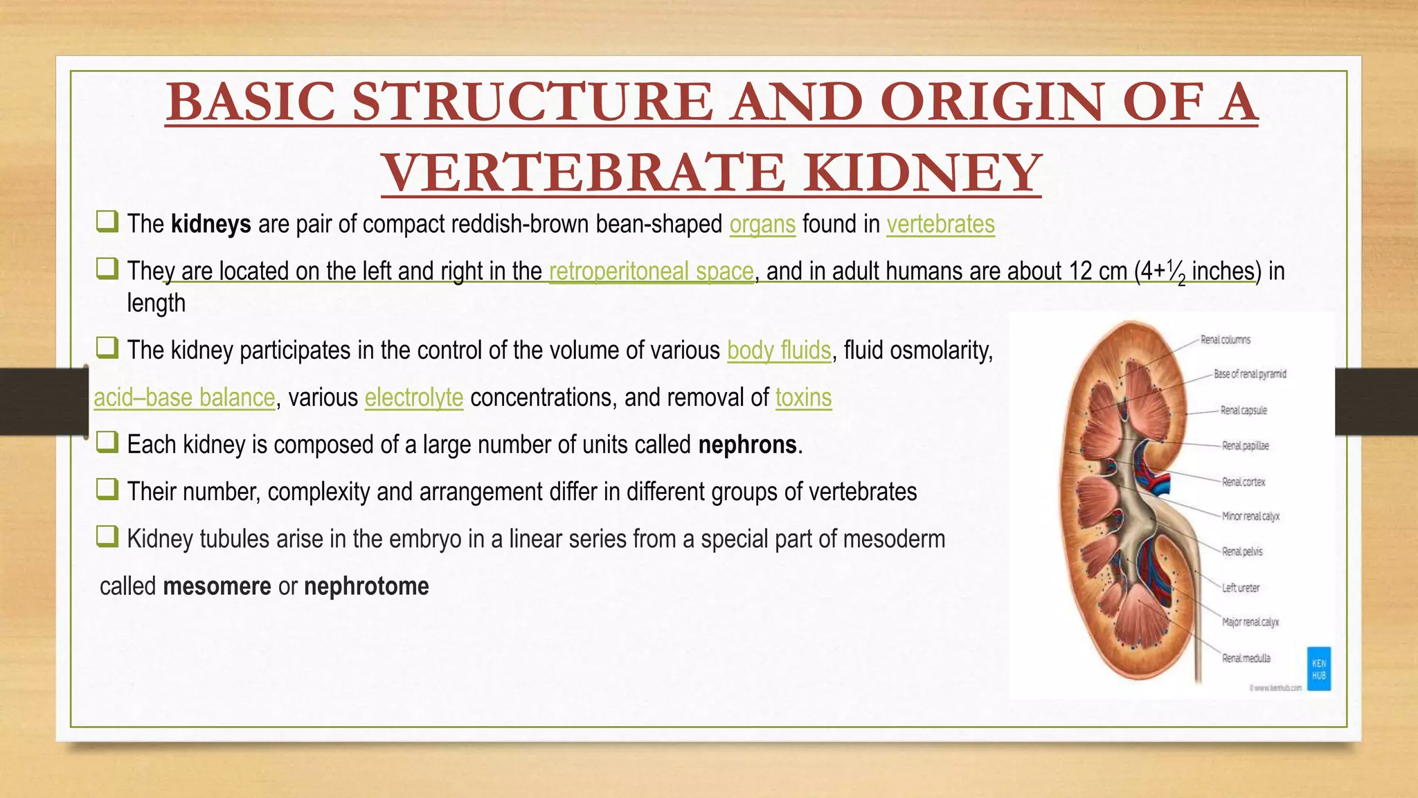 succession of kidneys in a vertebrate series | PPTX