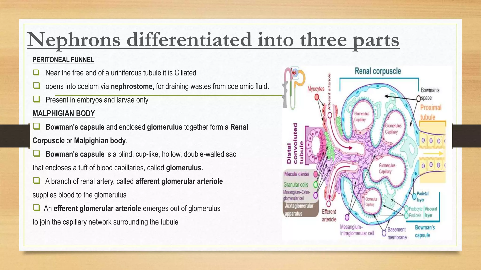 succession of kidneys in a vertebrate series | PPTX