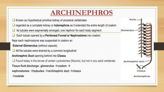 succession of kidneys in a vertebrate series | PPT