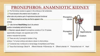succession of kidneys in a vertebrate series | PPTX
