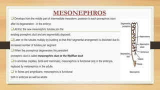succession of kidneys in a vertebrate series | PPTX